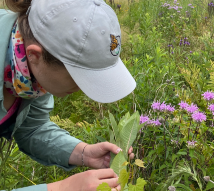 Integrated Monarch Monitoring Program