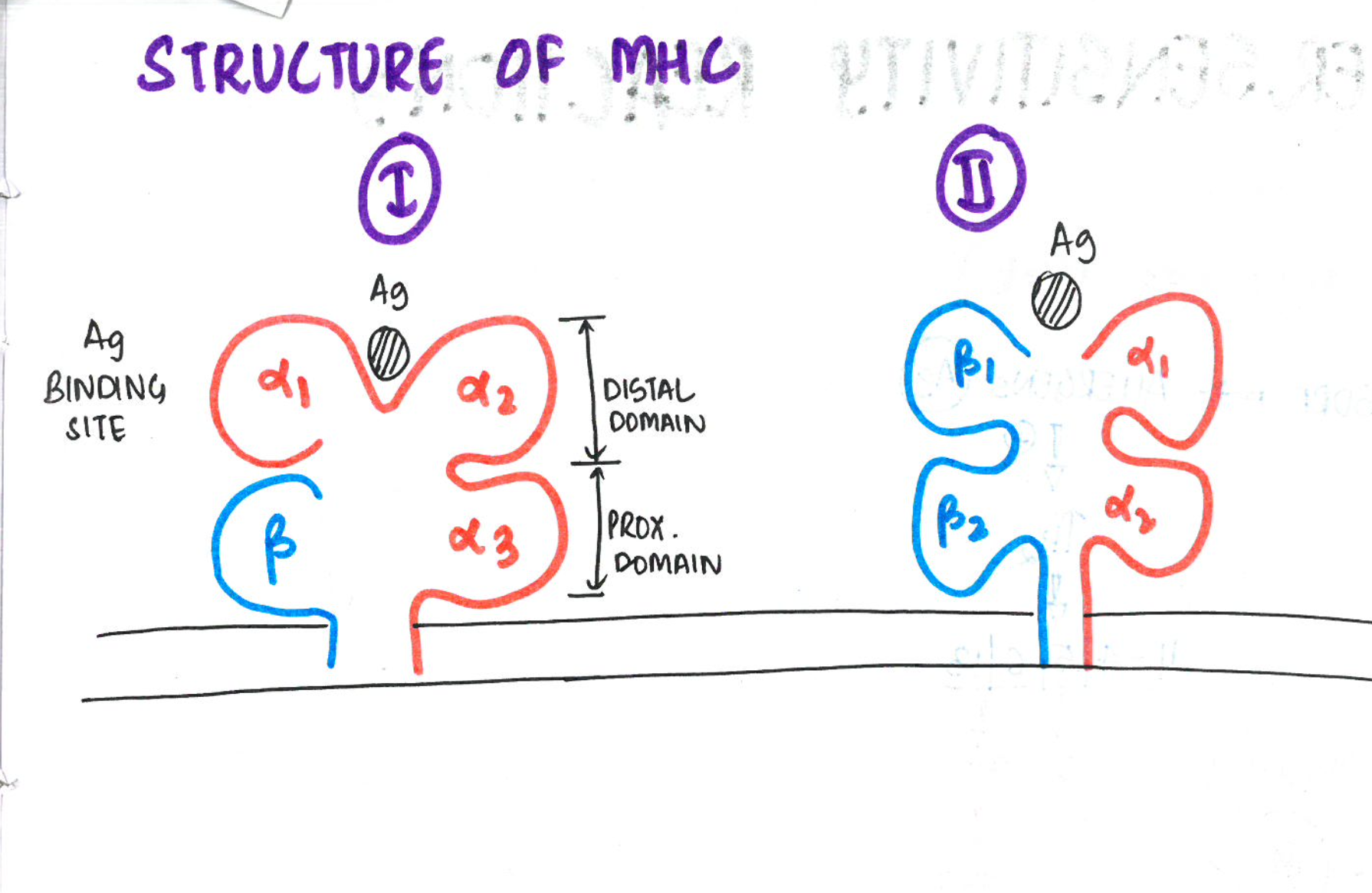 Full Pathology Notes