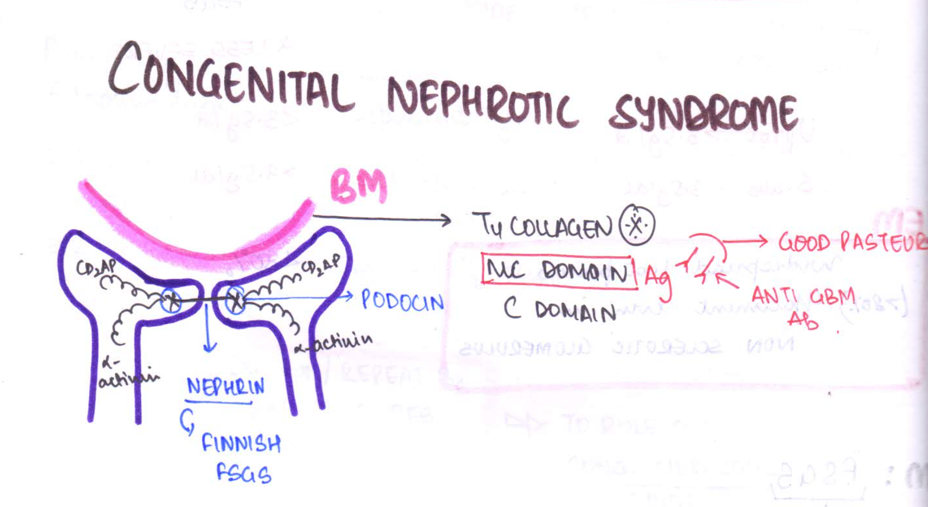 Nephrology Notes