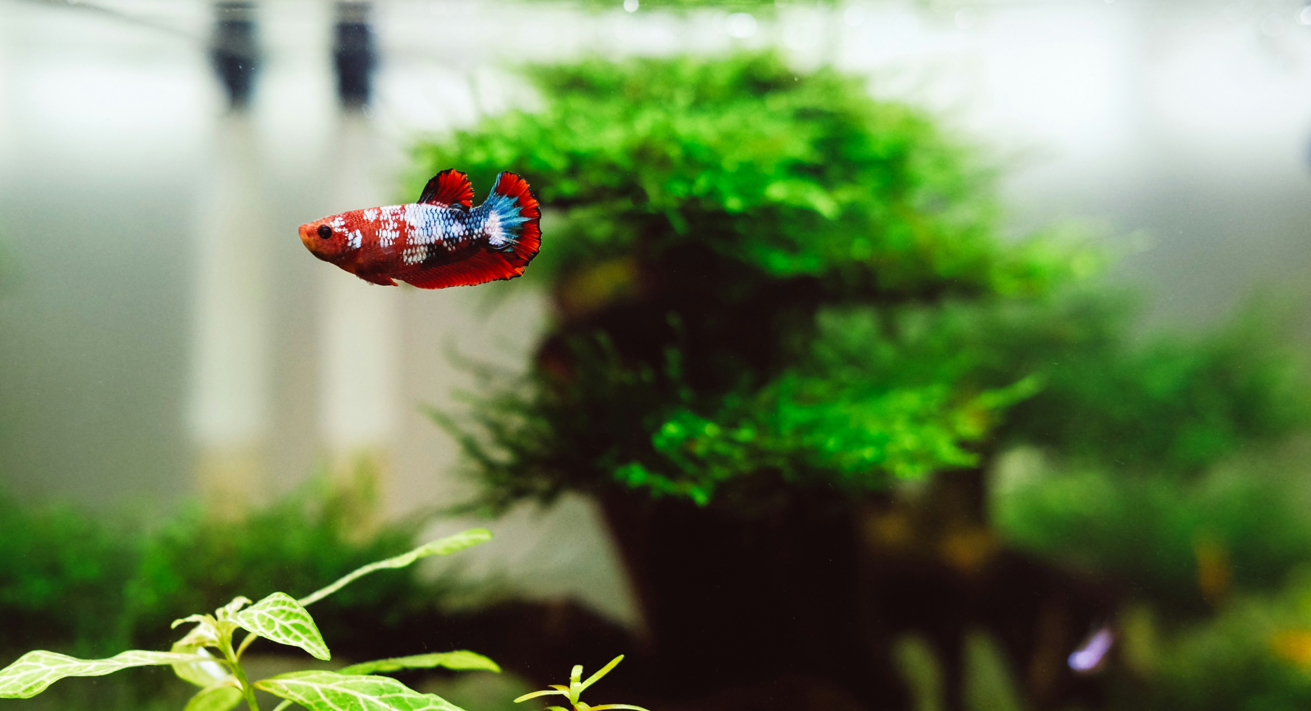 Basics of Aquarium Keeping
